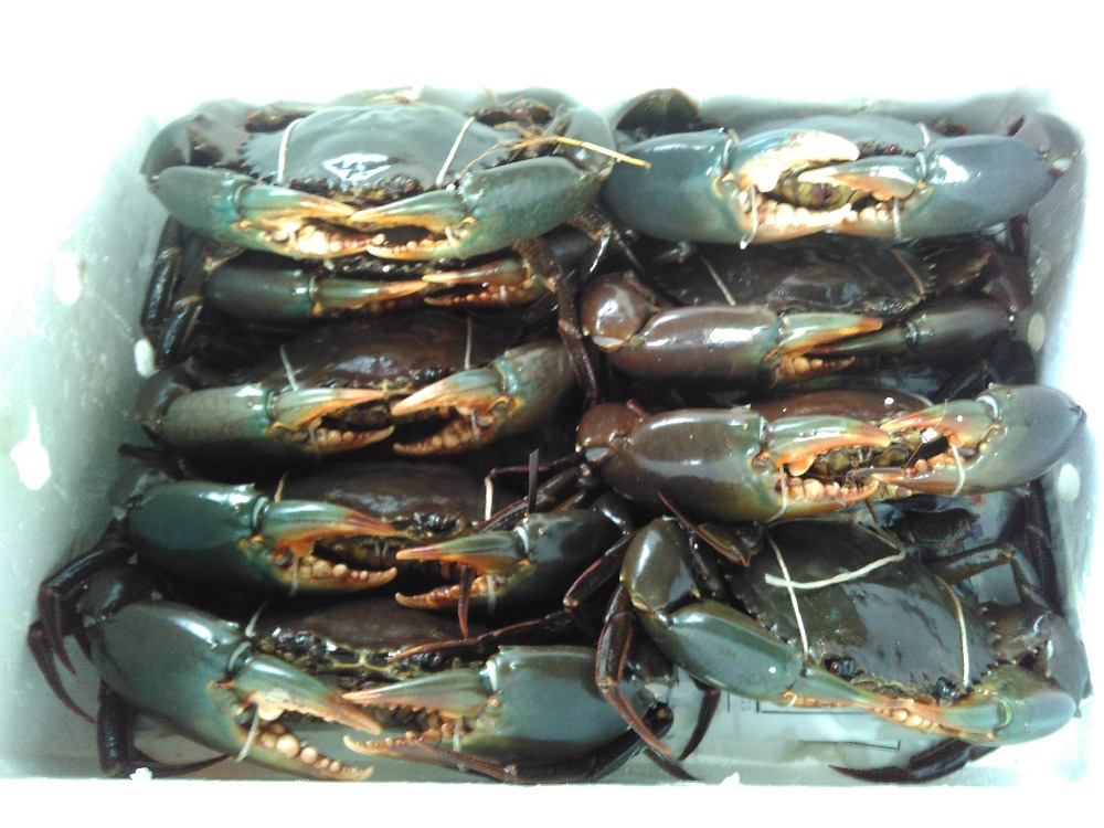 Crab Export Philippines - Mud Crab Exporters, Mud Crab Manufacturers ...