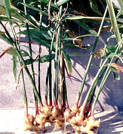 16+ Gambar Tanaman Halia yang Mantul! - Informasi Seputar Tanaman Hias