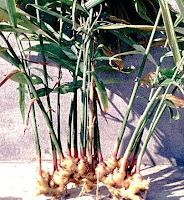 Tanaman Herbal Nusantara: Halia