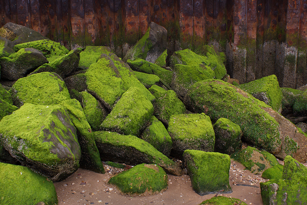 A Picture Each Day: Green on the Rocks