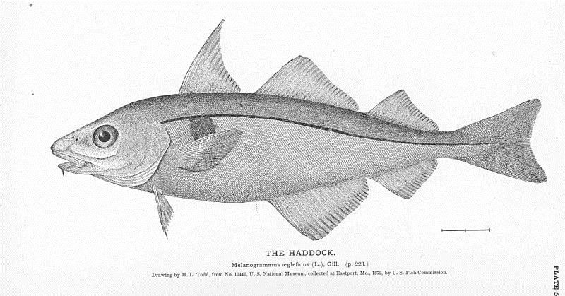 thanks to freshwater and marine image bank for the use