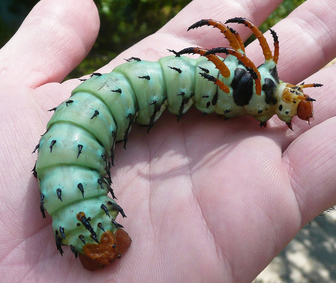 Flora Urbana: Citheronia regalis (Saturniidae: Ceratocampinae)