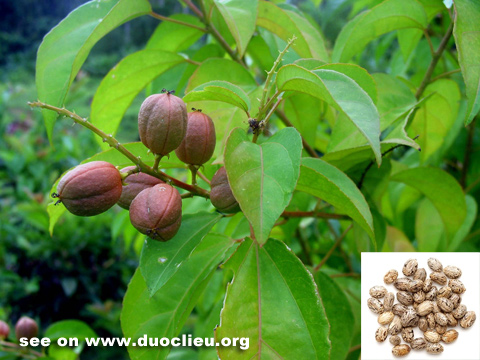Croton seed (Badou)-Croton tiglium L.