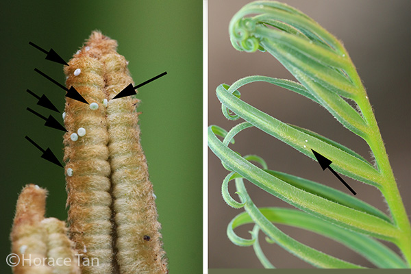 Butterflies of Singapore: Life History of the Cycad Blue