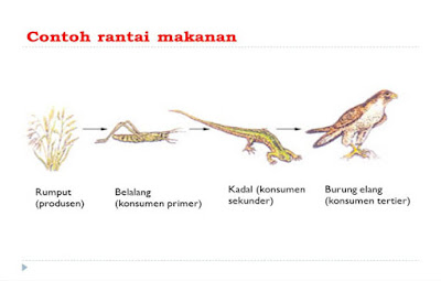 Rantai Makanan Di Sawah, Contoh, dengan Gambar Lengkapnya - Lentera Hidup3