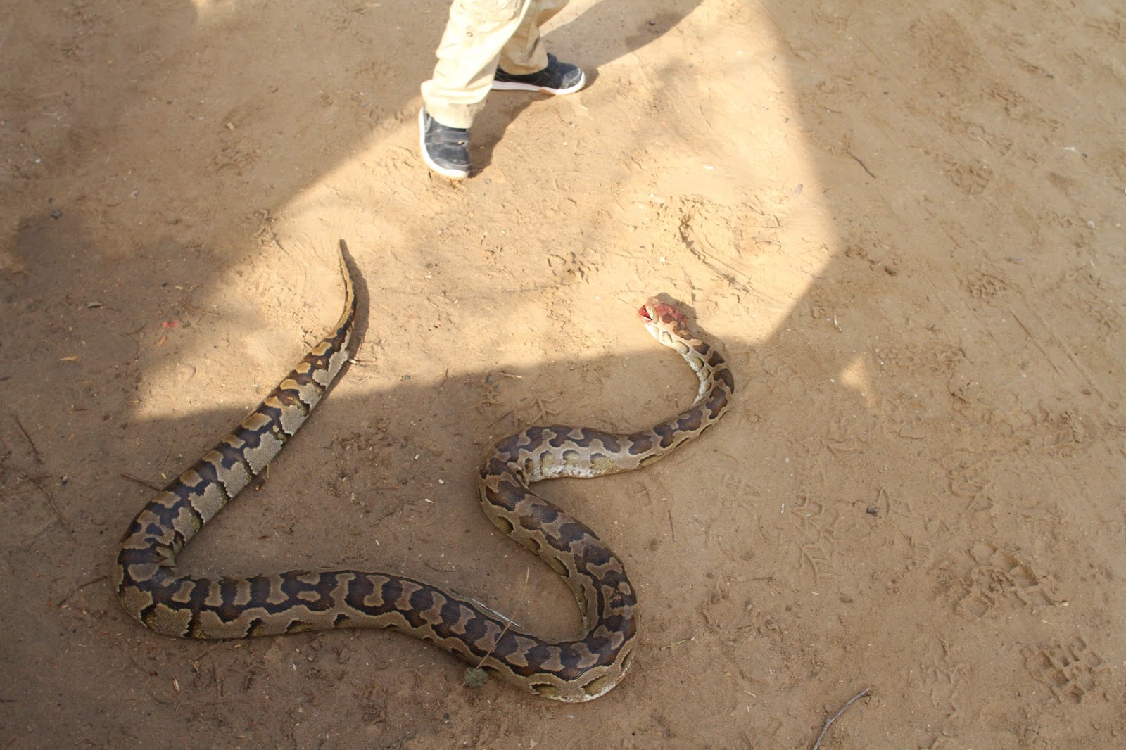 12, le Python de Séba : vlan ! sur le crâne et hop ! dans le sac...