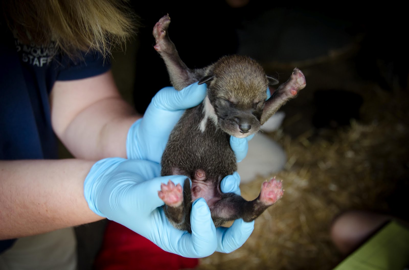 White Wolf : Red wolf pups born will give the public a glimpse of one ...