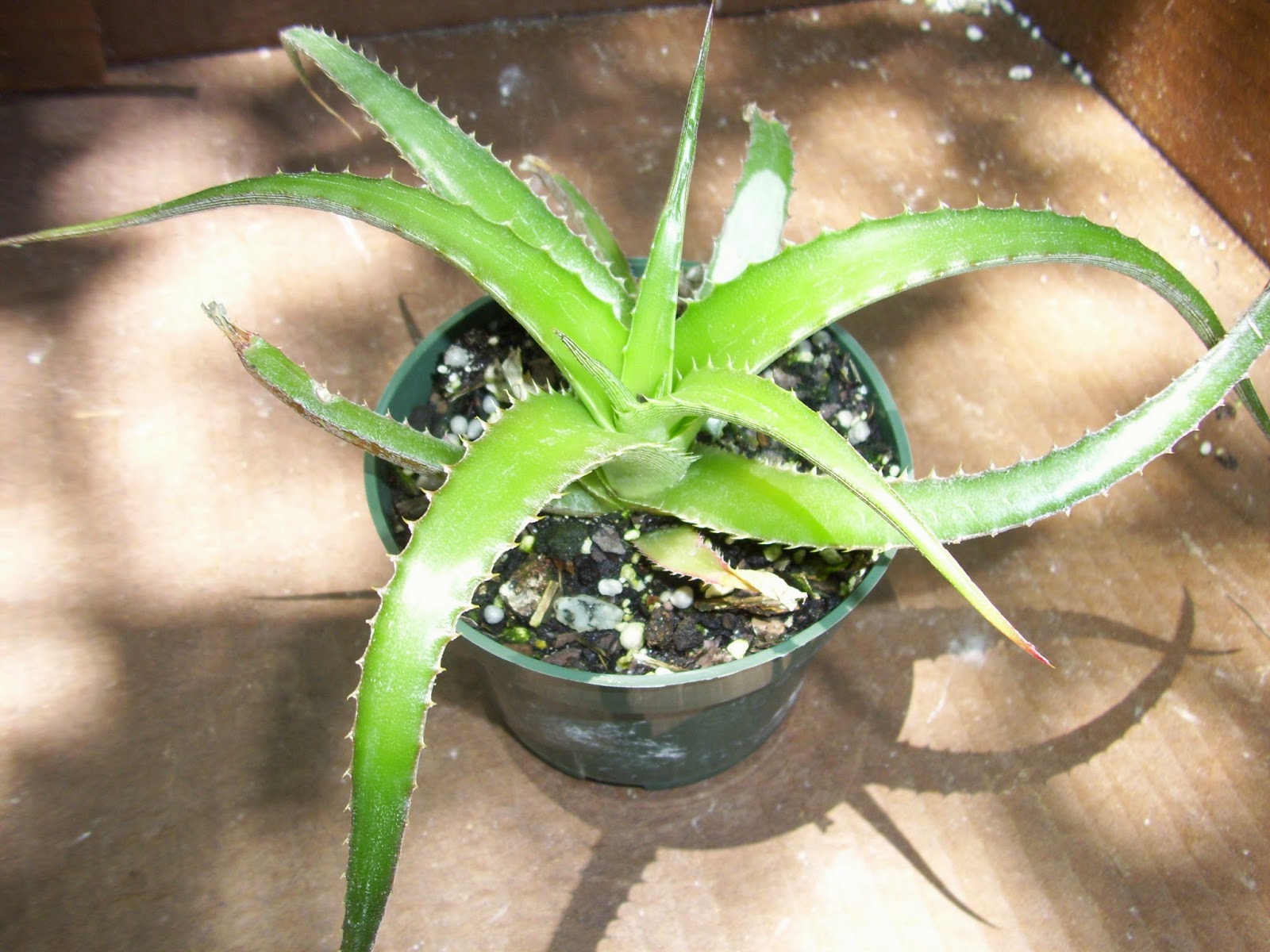 Succulent Bromeliads and others : A word about Hechtia's