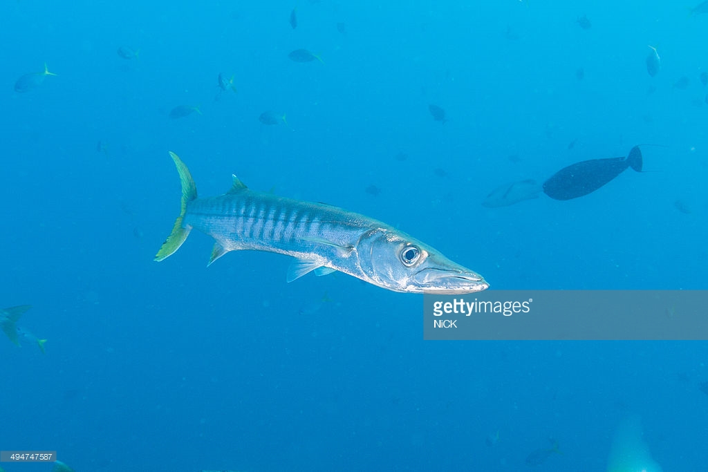 IKAN BARAKUDA ~ Everything About Fish