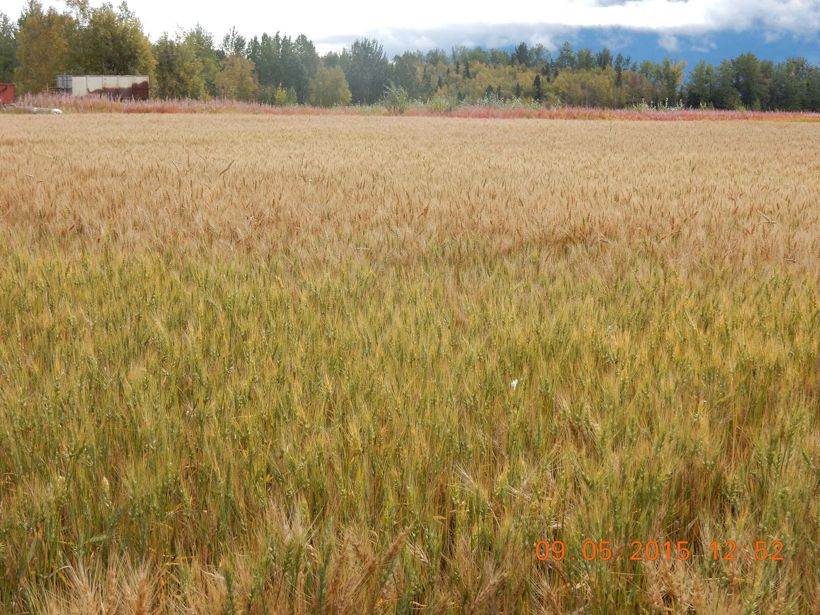 Wheatavore: VanderWeele's Wheat, Mat-Su Valley Alaska -- September 2015 ...