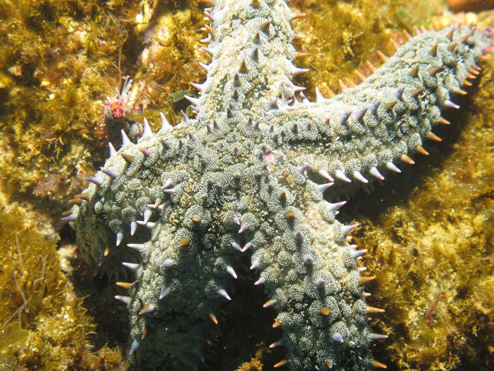 Iluminación Profunda: Marthasterias glacialis