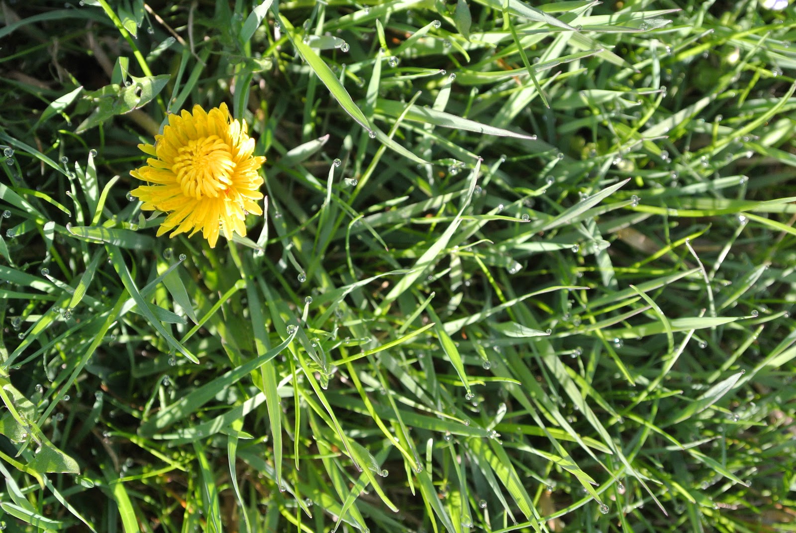 Life at Pugsley: Eating weeds, or the wild wild weeds