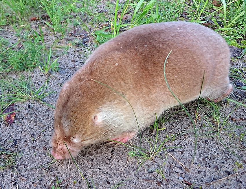 Remote Camera Trap - South Africa