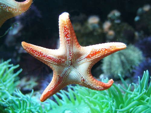Starfish - True Wildlife Creatures
