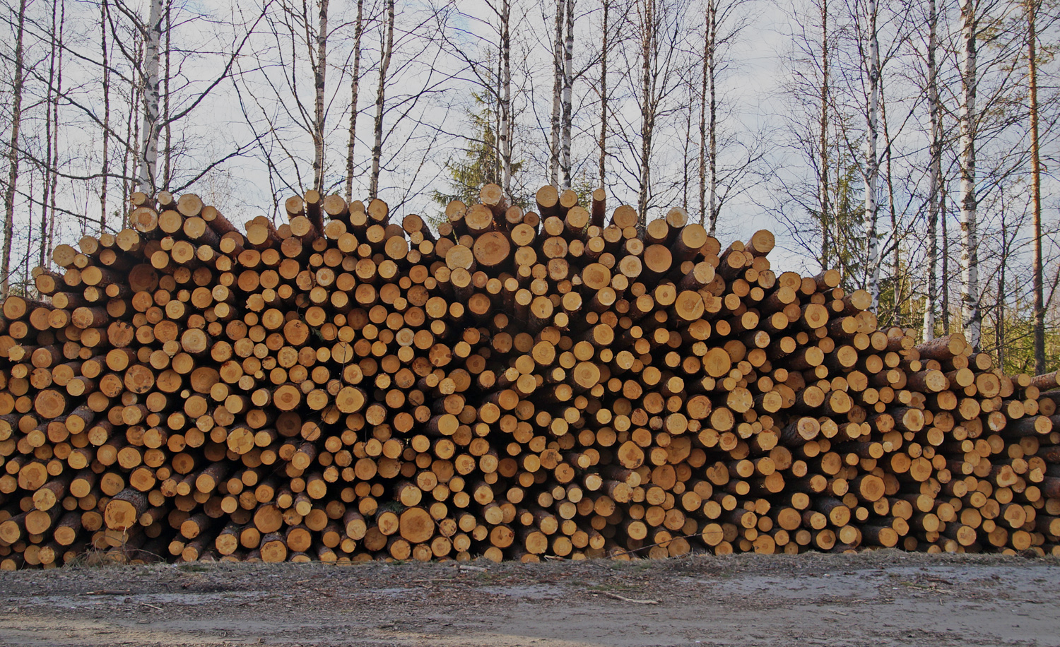 Biotechtouch: World Wide Wood Production