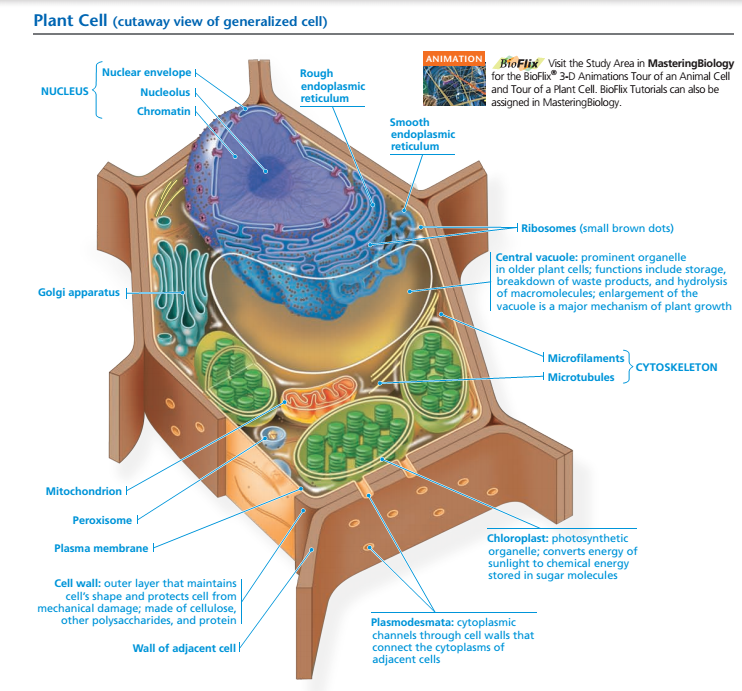 Sel - Biologi Buanget