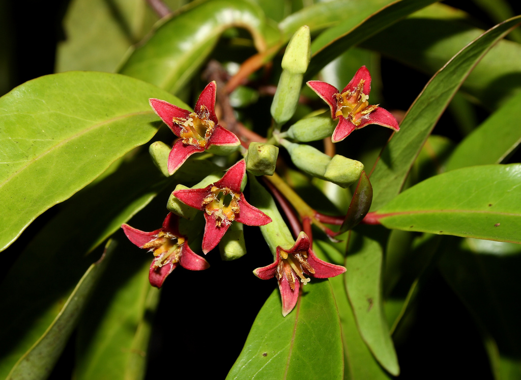 Meridianos: Somos capaces de oler con todo el cuerpo