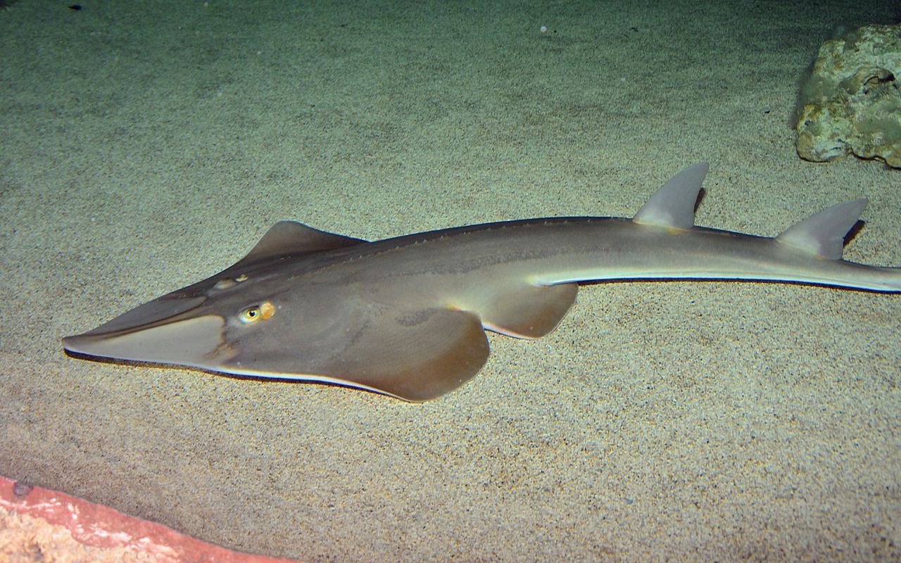 Real Monstrosities: Guitarfish