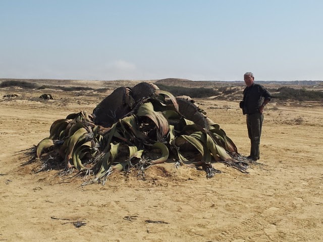 Mrad & Inge's 60+ ANGOLA: D9-10: Humpata - Lebo/a Pass - Namibe ...