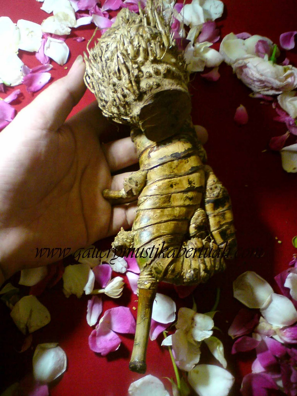 BAMBU PRING PETHUK KALAJENGKING ~ Galeri Benda Mustika