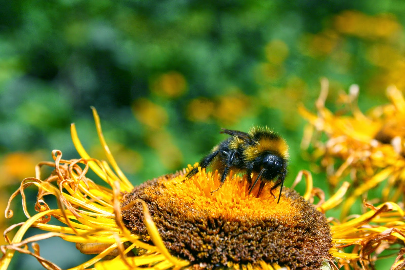 Balkan Ecology Project Garden Allies Ground Nesting Bees Balkan Ecology Project Garden Allies Ground Nesting Bees