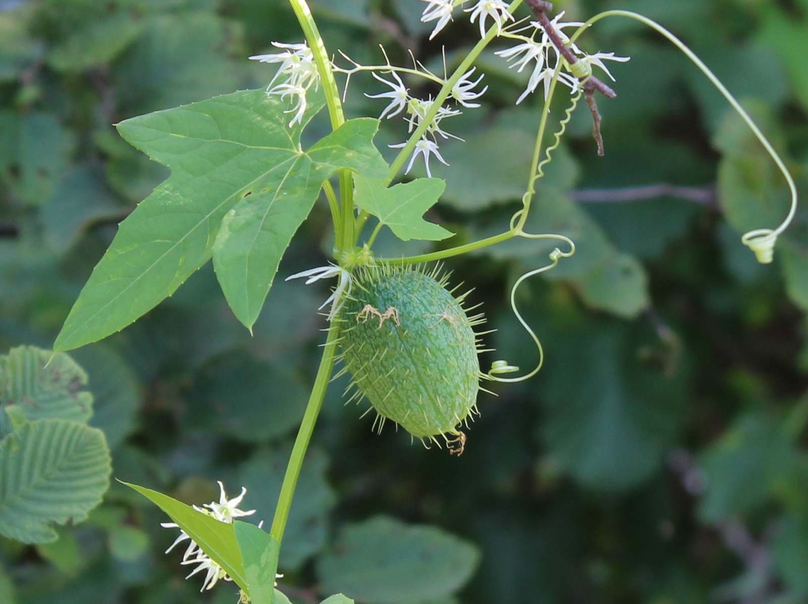 Dispatches from Can of Duck: Wild Cucumber