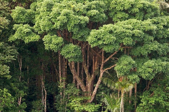 Vanishing Amazonia: The ancient trees of the Amazon