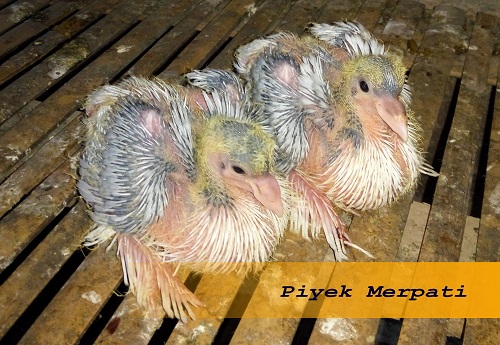 Cara Merawat Anak Merpati Hias Beda Ukuran Tubuh - taugitu.com