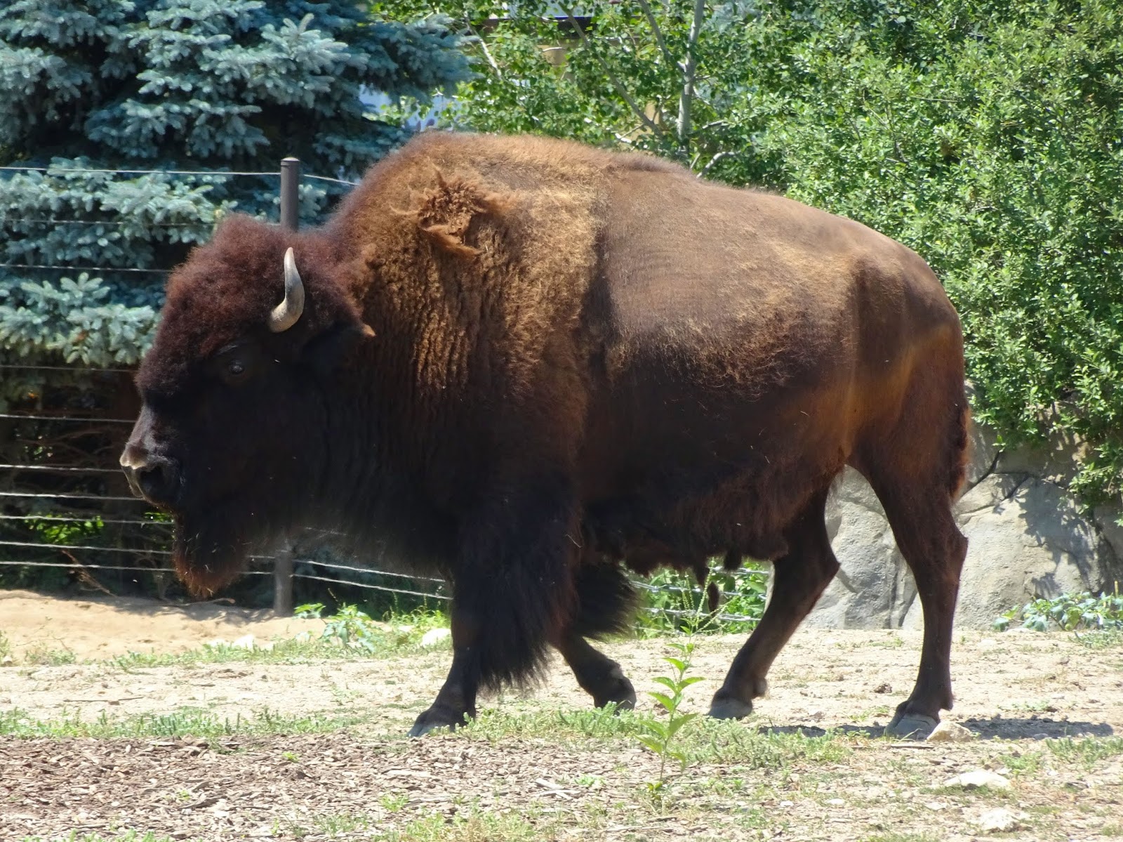 Femme au foyer: Bison at Midewin National Tallgrass Prairie