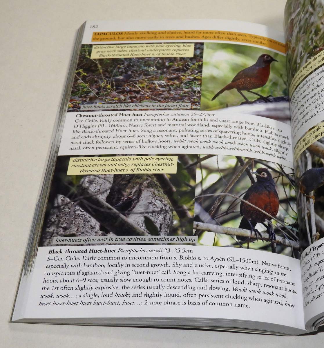 Book Review - Birds of Chile, A Photo Guide - Princeton University ...