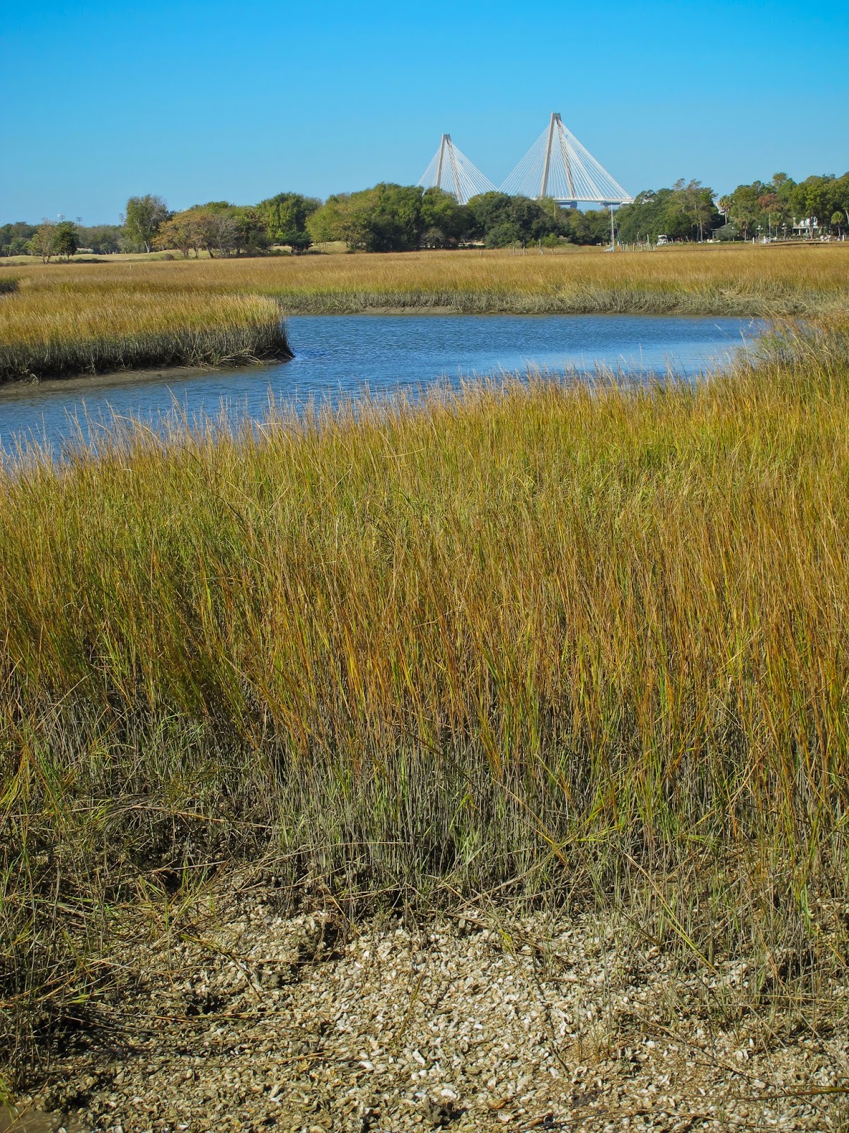 Charleston Daily Photo: Golden marsh
