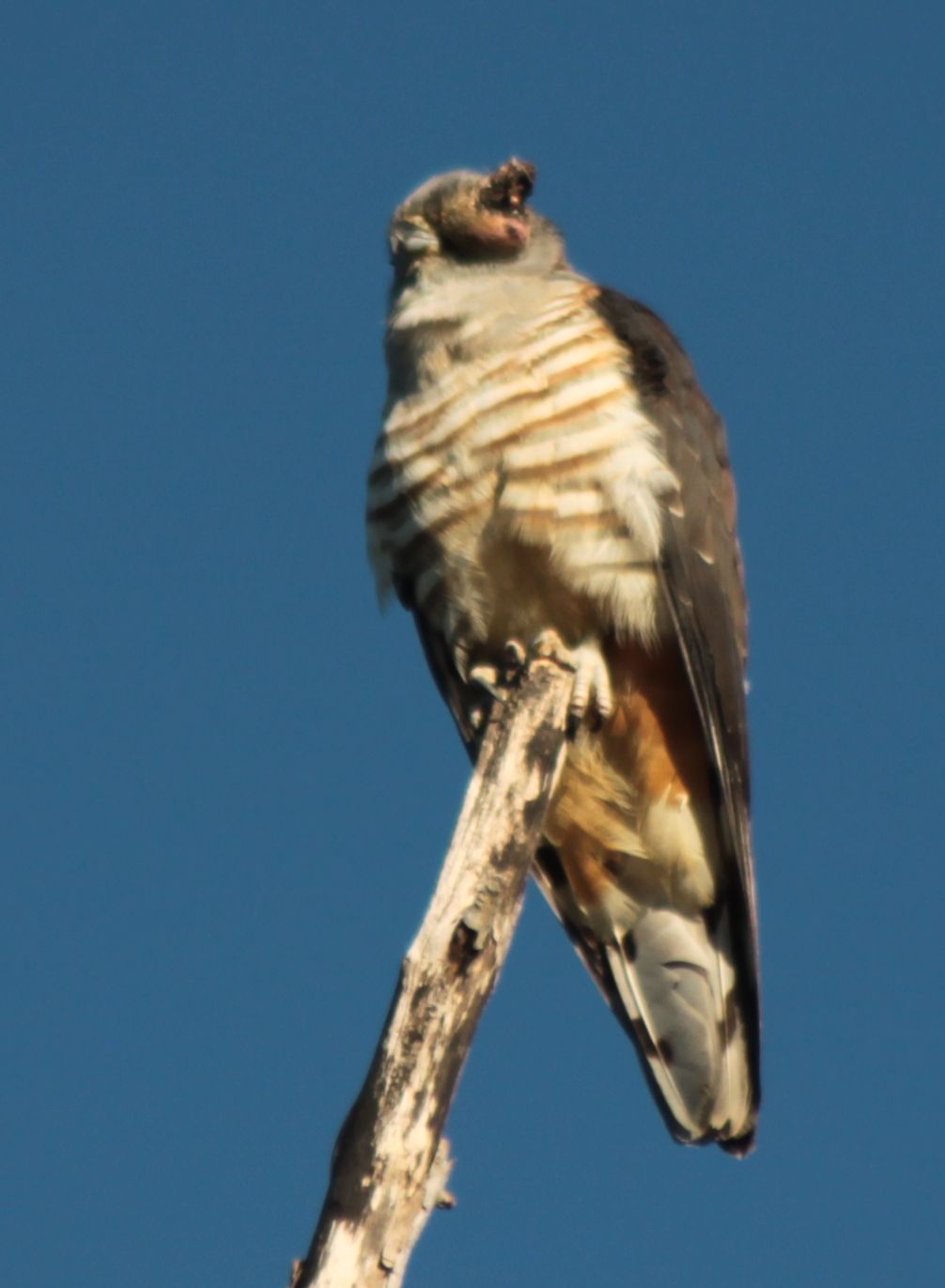 Richard Waring's Birds of Australia: Pacific Baza