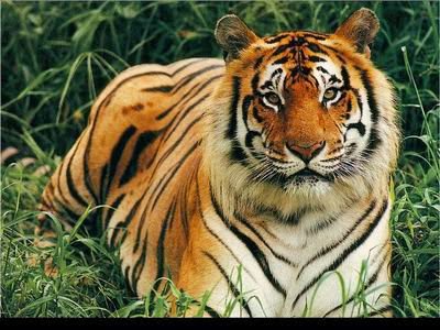 curiosidades: Tigre de Bali