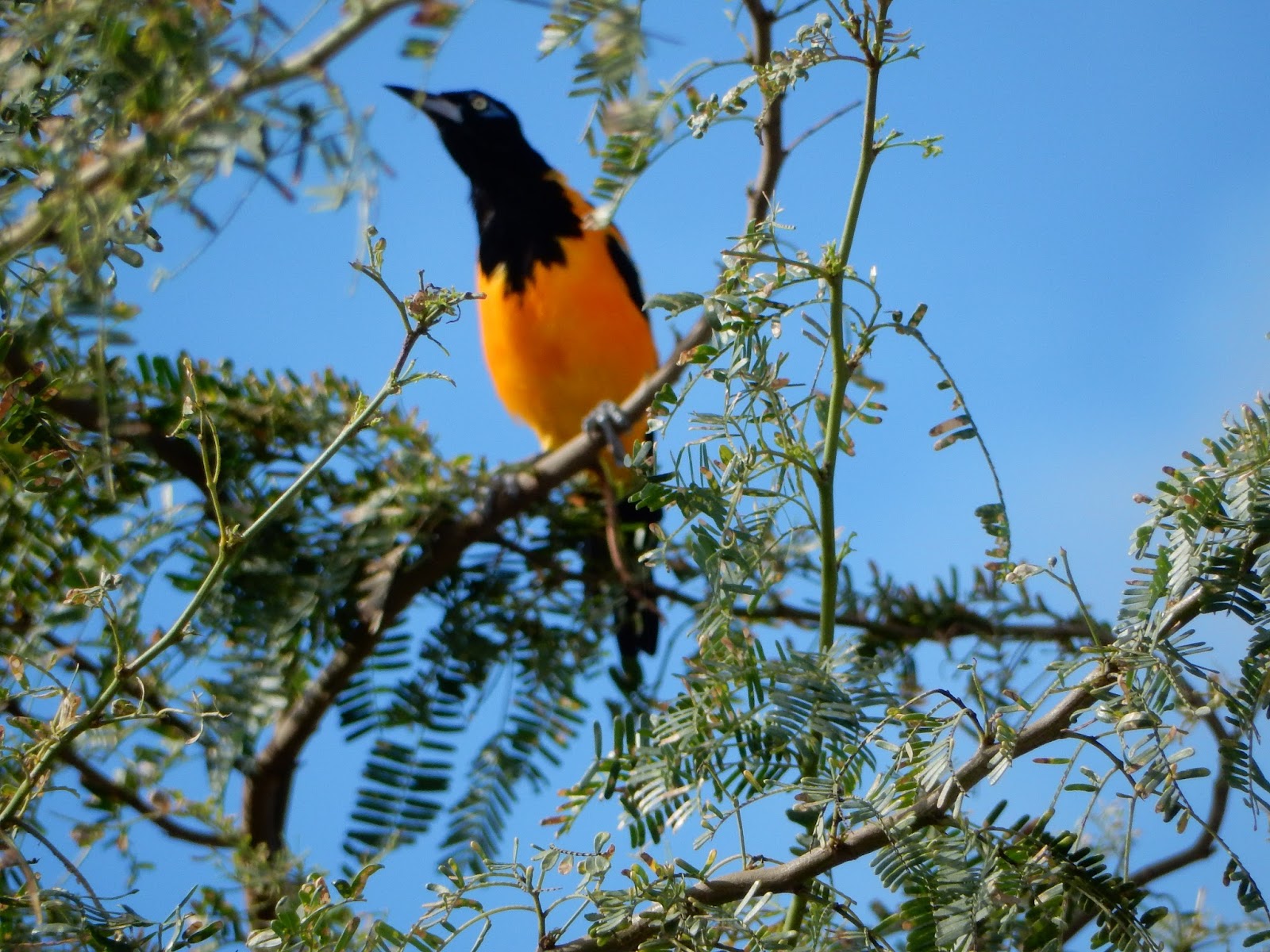 Florida en Aruba 2016: Trupialen in de kwihi + Bios.