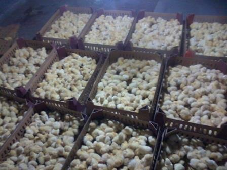 BIBIT ANAK AYAM BEBEK DOC/DOD : ANAK AYAM DOC