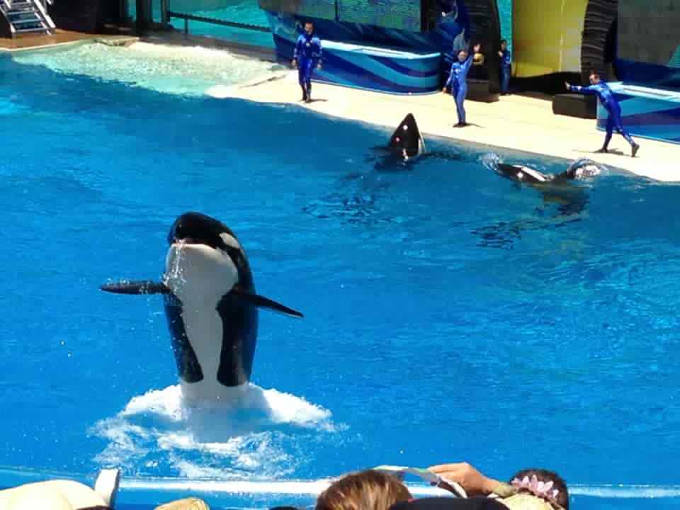 The Traveller: Shimu and Dolphin Encounter at Seaworld Theme Park San ...
