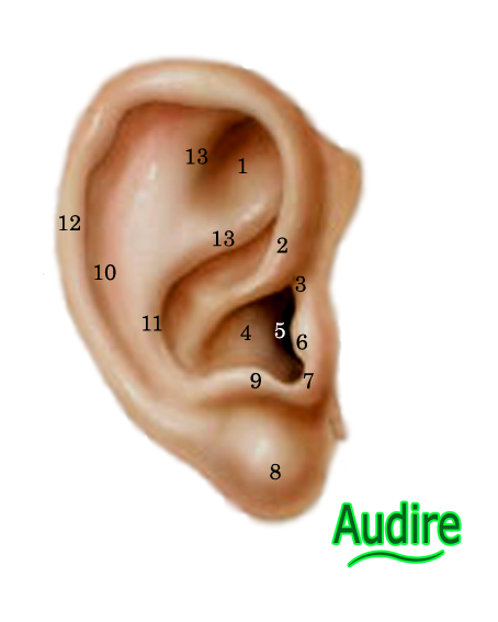 Audire: Anatomía del Oido Externo