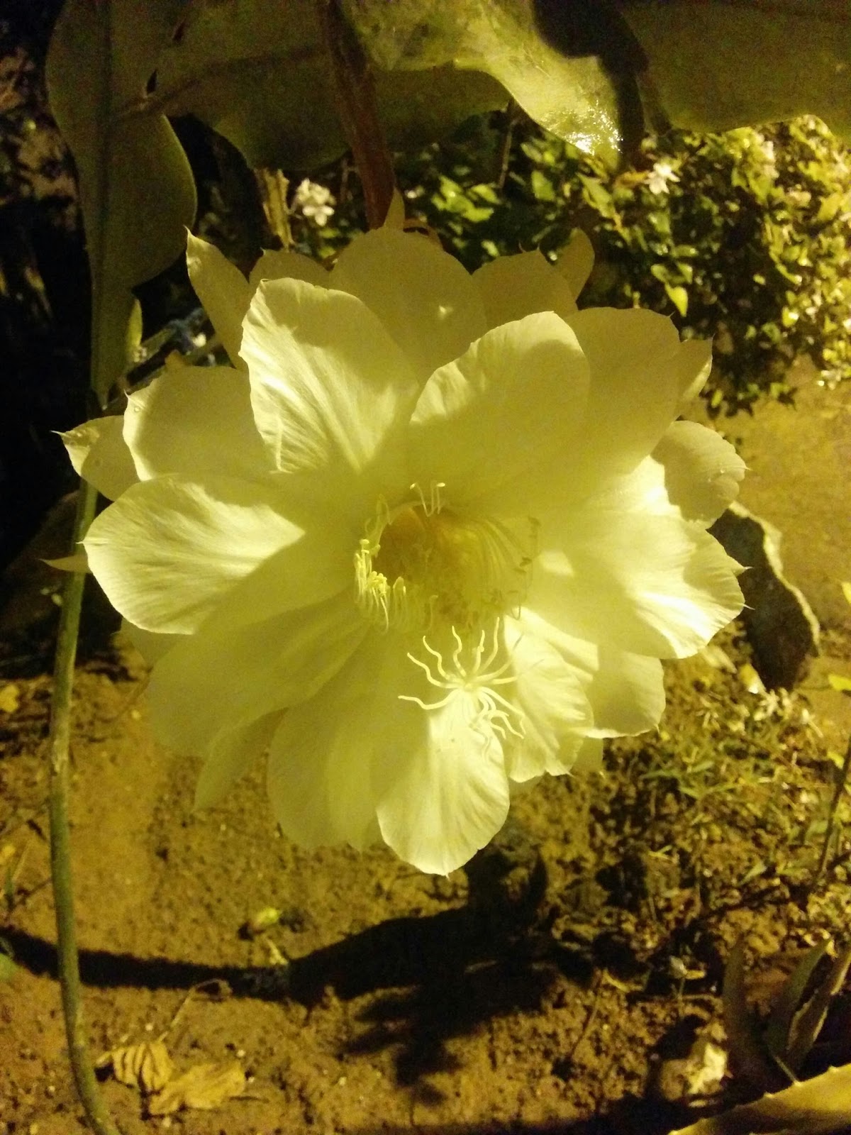 Garden Care Simplified: Fully Bloomed Brahma Kamal Flower Blooming from ...