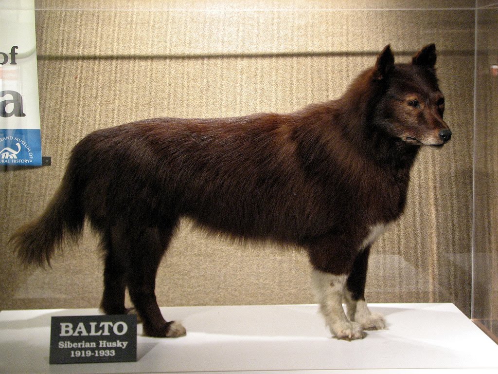 Historia real de balto