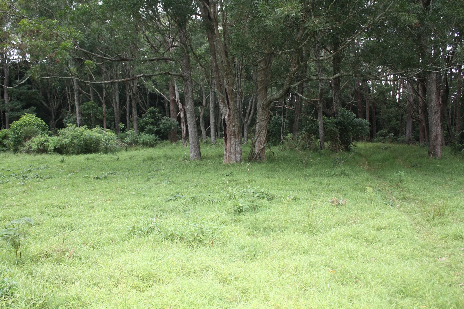 Garden inspiration: native meadows | Growing Illawarra Natives