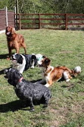 Woodland View Luxury Boarding Kennels