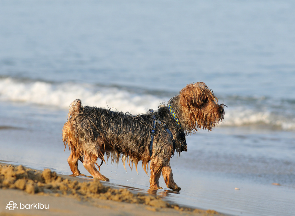 NUNCAJAMAS COCKER: CONSEJOS PARA IR CON TU PERRO A LA PLAYA