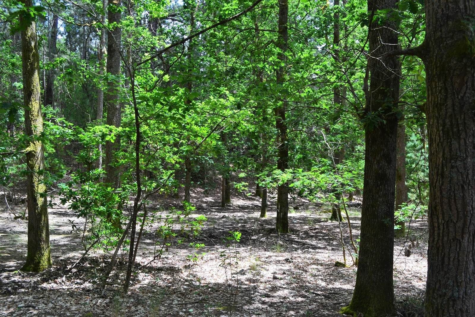 Goin' Feral One Day At A Time: Creswick Forest, Creswick Regional Park ...