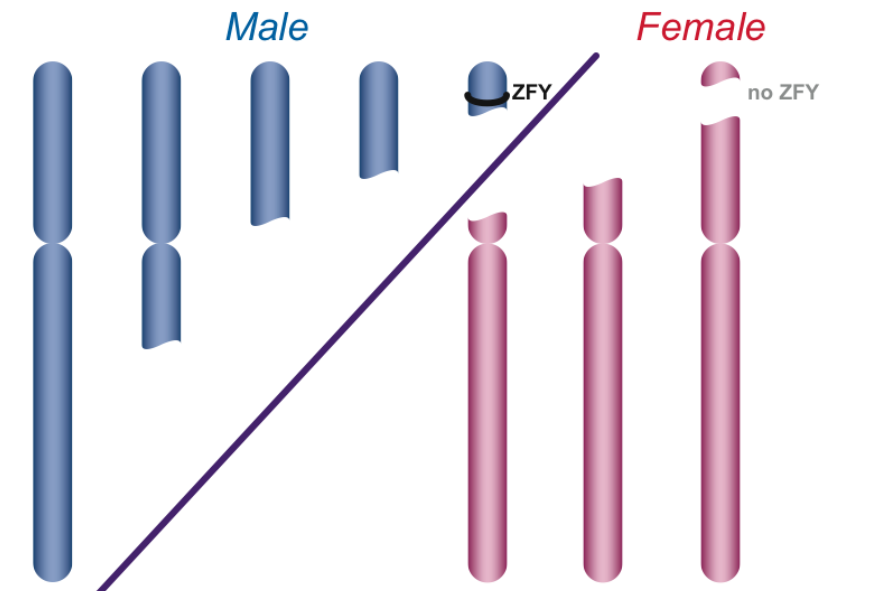 What makes us male/female?: The Testis Determining Factor