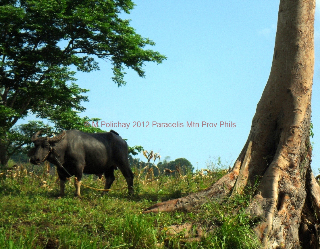 An Igorot Journey: Ammung na Paracelis