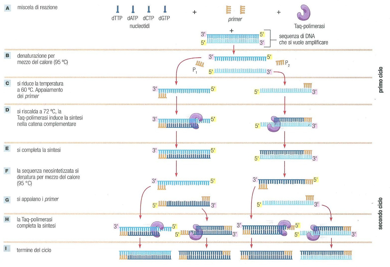 Portale Scientifico: La PCR o reazione a catena della polimerasi