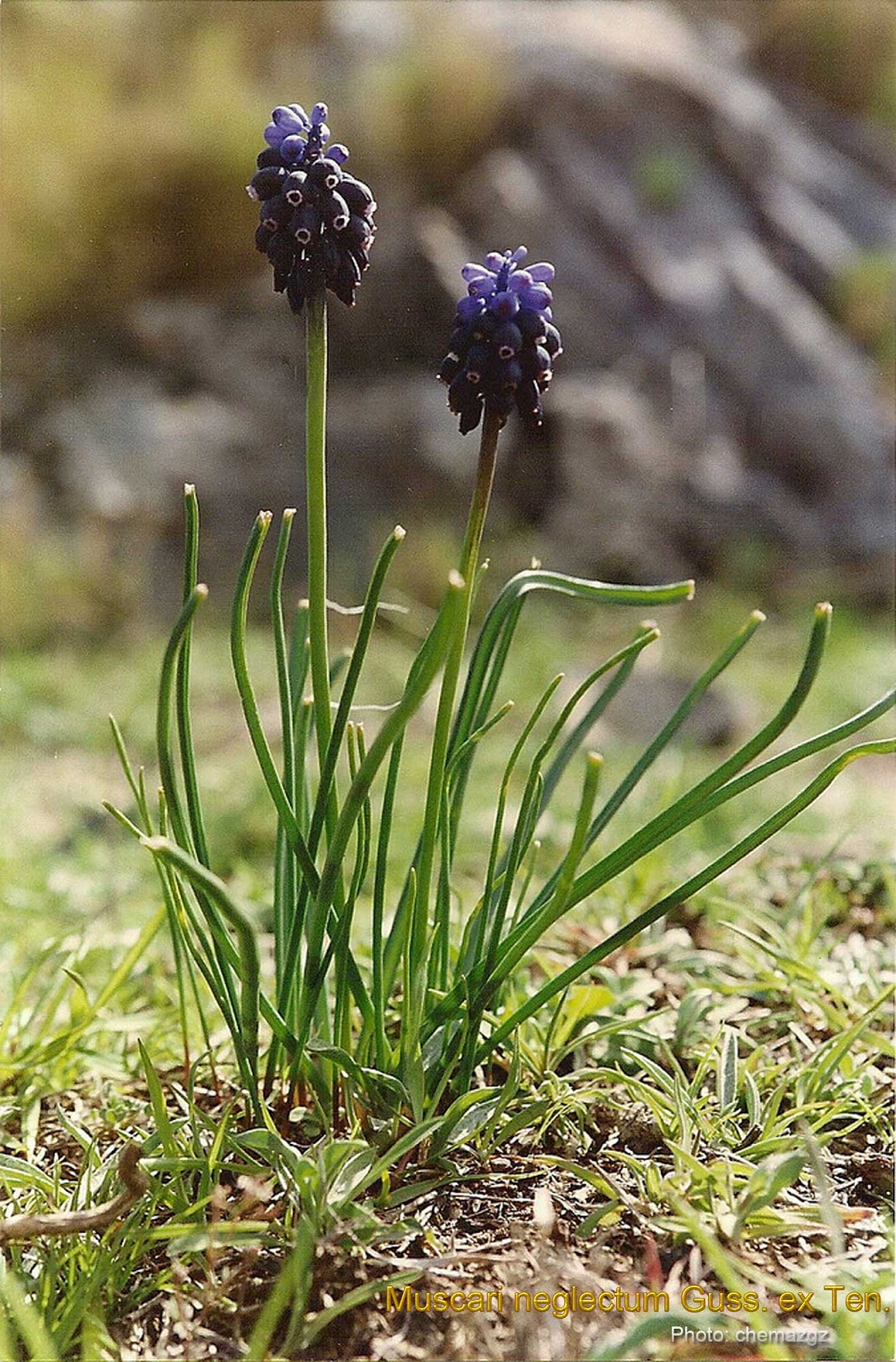 Medicinal Plants: Muscari neglectum