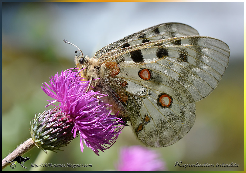 The Mountain Apollo | Focusing on Wildlife