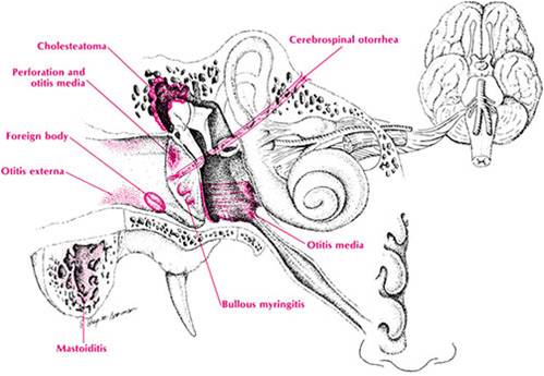 yuan's !nk: PART 2 brain varcularisation and ventricular system ...