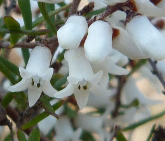 Acacias, Acacias and more Acacias